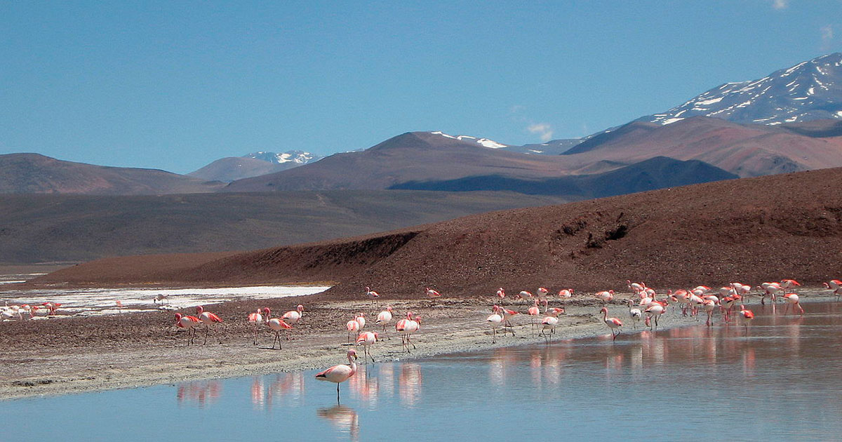 Reserva Provincial Laguna Brava, naturaleza virgen en La Rioja