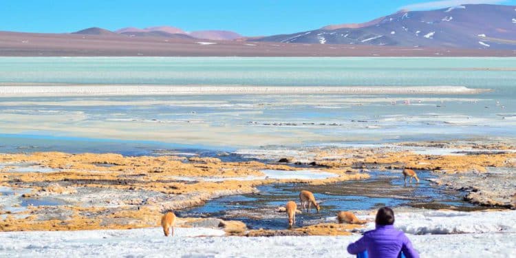 Laguna Brava en La Rioja | Una reserva provincial de naturaleza virgen