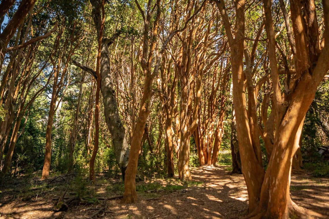 Parque Nacional Los Arrayanes, Neuquén - Tripin Argentina
