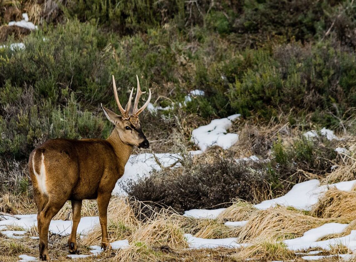 Monumento Natural El Huemul - Rio Negro - Tripin Argentina