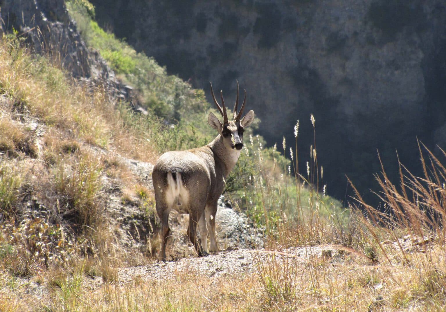 Monumento Natural La Taruca, el huemul del norte - Tripin