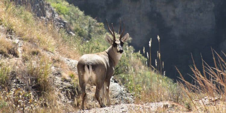 Monumento Natural La Taruca, el huemul del norte - Tripin