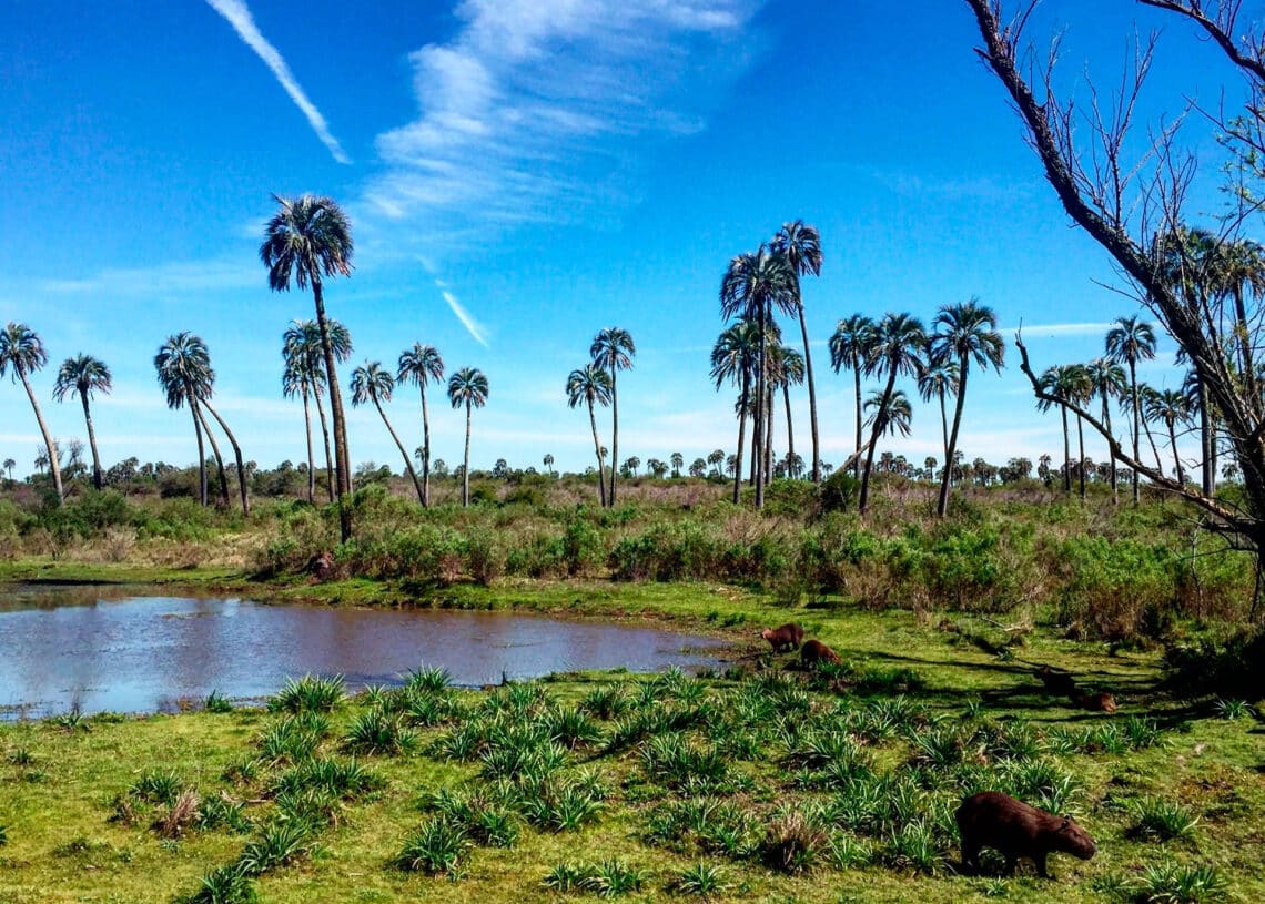 Parque Nacional Lanín - Neuquén - Tripin Argentina