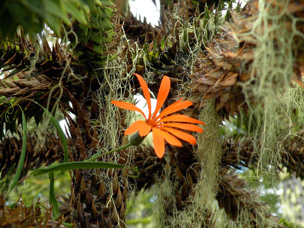 Conoce la leyenda de la Mutisia, la flor provincial de Neuquén - Tripin