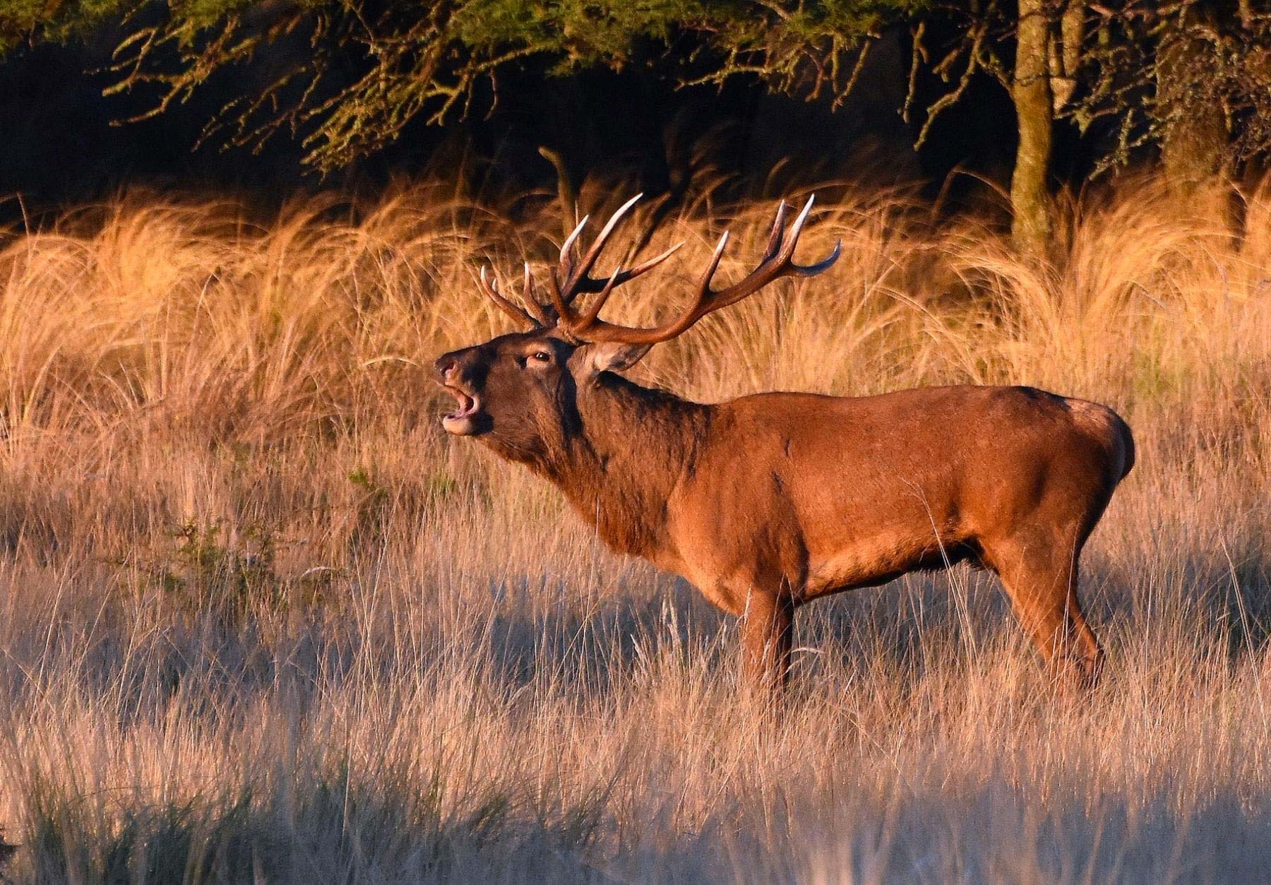 Reserva Provincial Parque Luro, la reserva natural del Caldén | Mitica ...